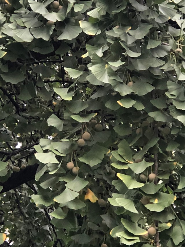 食白果 | My Little Kingdom